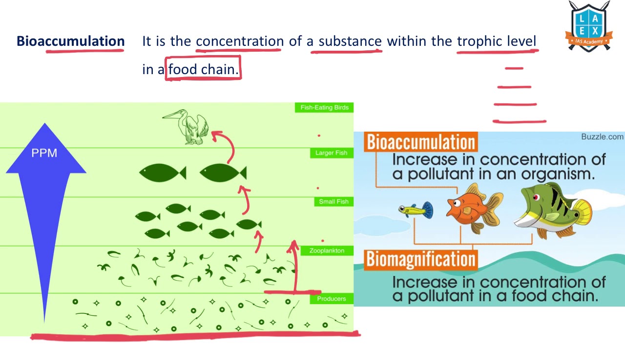 What Is Bioaccumulation Bioaccumulation La what-is-bioaccumulation-bioaccumulation-la