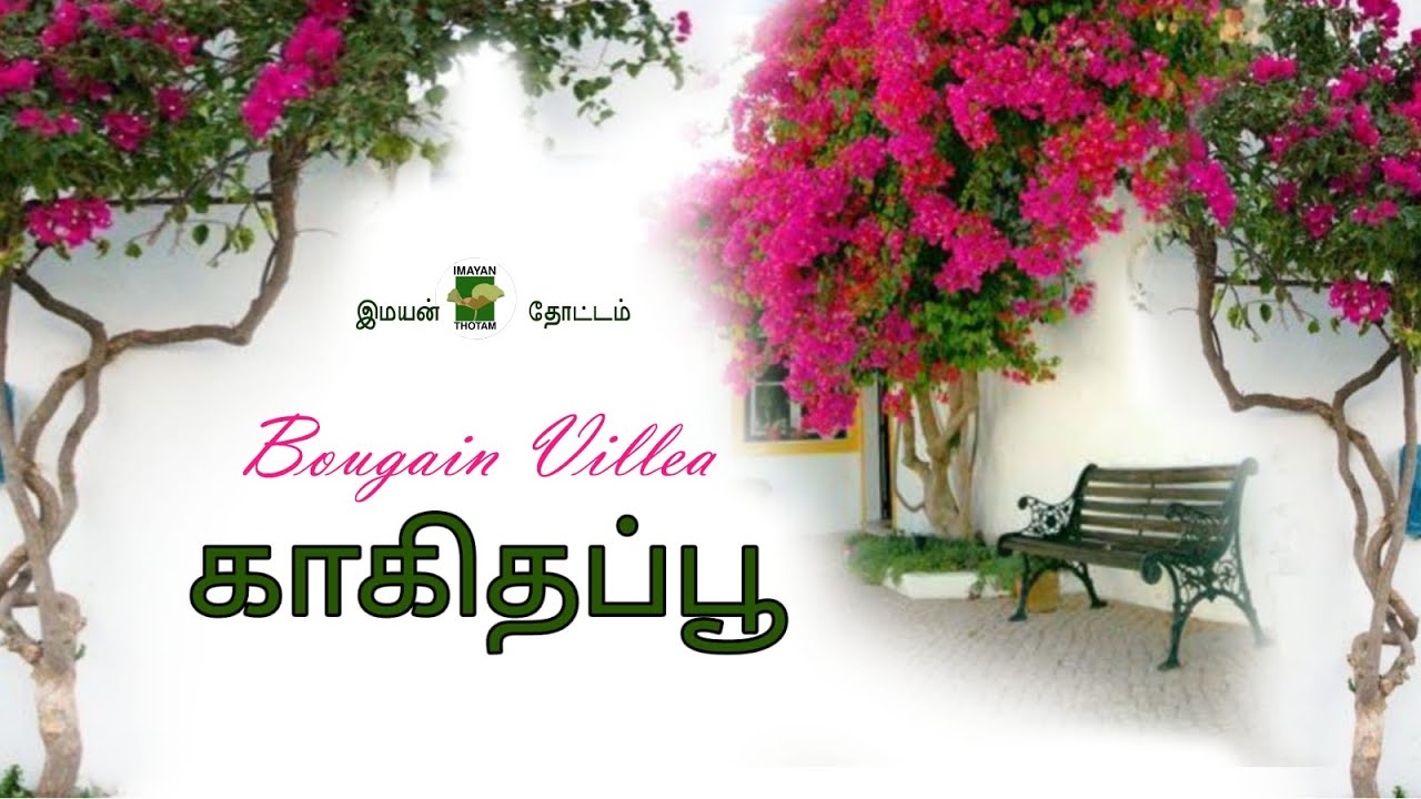 காகிதப் பூ | PAPER FLOWER | KAGITHA POO/BOUGAINVILLEA | இமயன் தோட்டம் ...