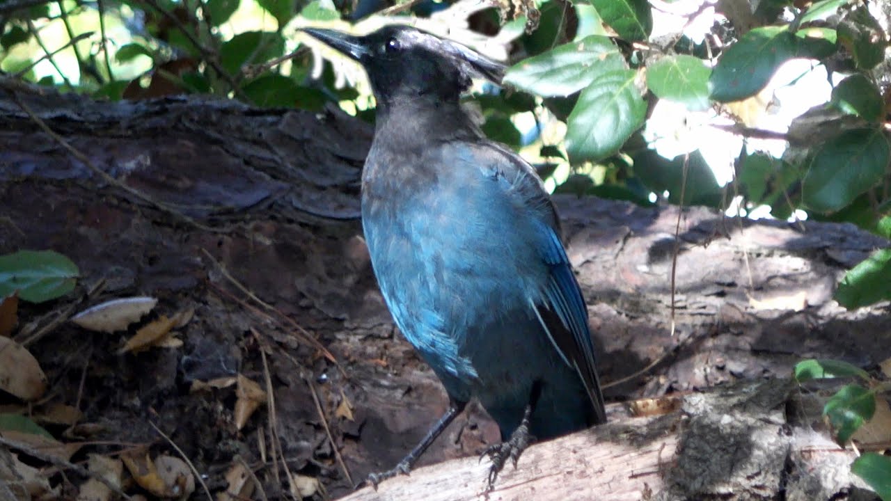 Calls of Steller’s Jay - YouTube
