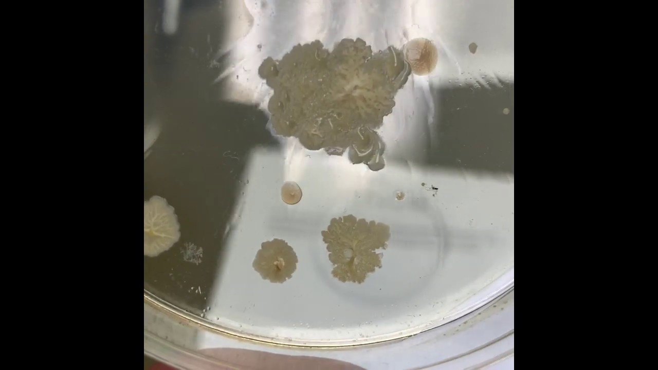 Ubiquity of Bacteria Lab - YouTube