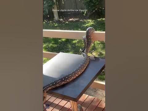 'Huge' Carpet Python Falls From Roof Onto Sydney Woman's Deck - YouTube