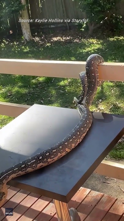 'Huge' Carpet Python Falls From Roof Onto Sydney Woman's Deck - YouTube
