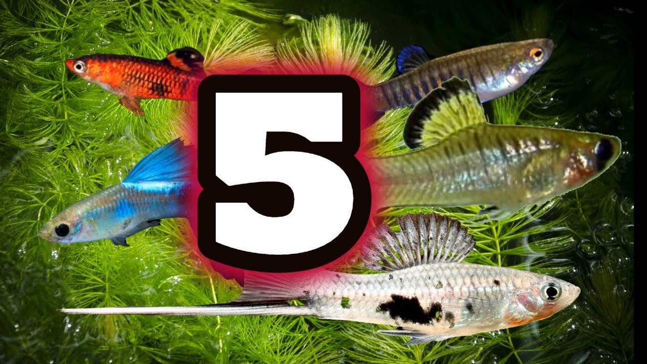 Top 5 Easy Plants for Livebearers - YouTube