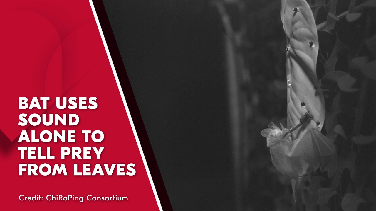 Amazing bat echolocation - YouTube
