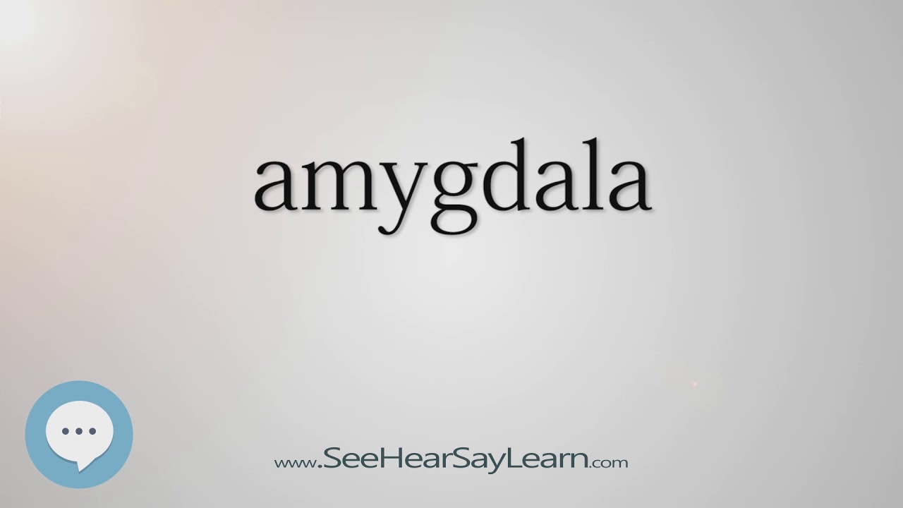 amygdala (Every English Word Pronounced) 📕🔊🗣️😎 (Every English Word ...