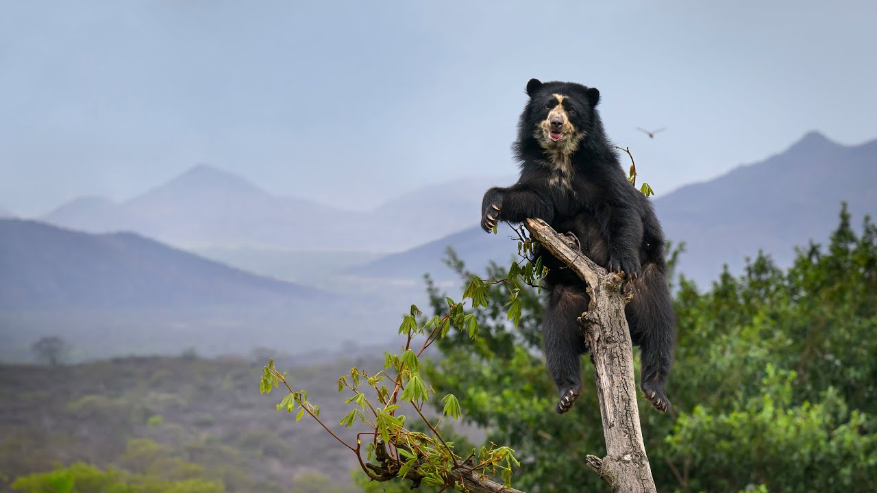 Endangered Spectacled bear - Northern Peru - YouTube