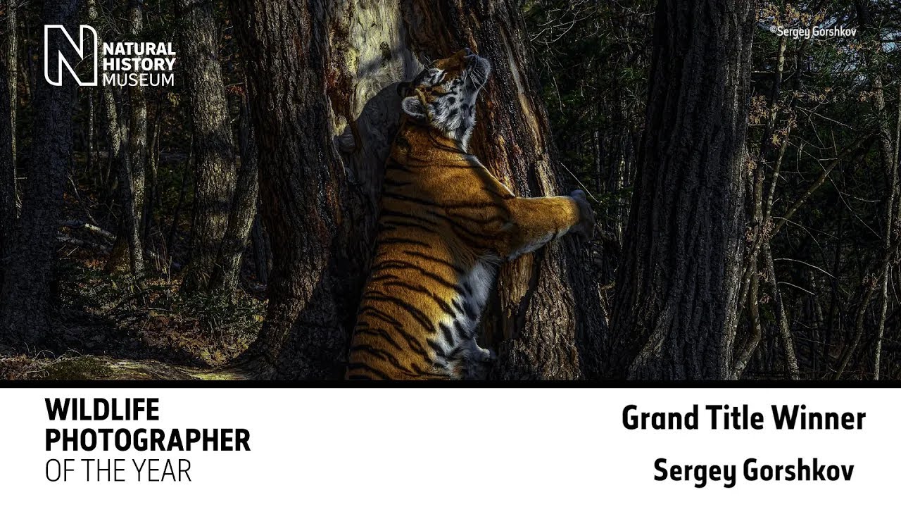 Behind the lens:Sergey Gorshkov | Wildlife Photographer of the Year (Audio Described) - YouTube