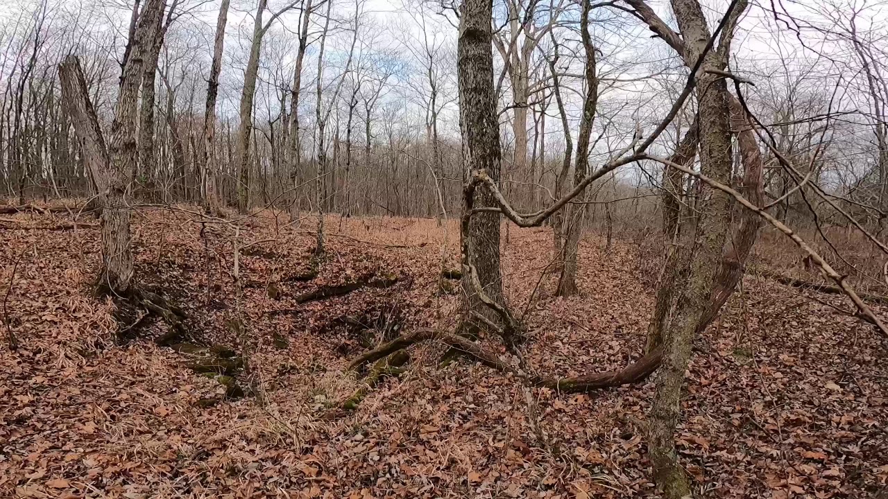 Red-Tailed Hawk (Skye) Hunting over Miniature Dachshunds - YouTube