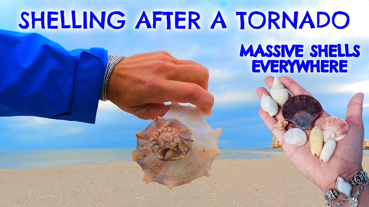 Shelling after a tornado #shelling #marcoisland #beachcombing - YouTube