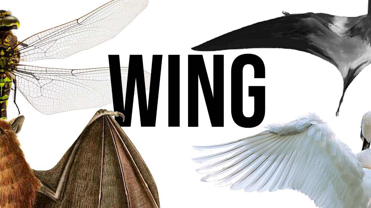 What Exactly Is: Wing | Evolution, Structure, Mechanism, and Variation ...