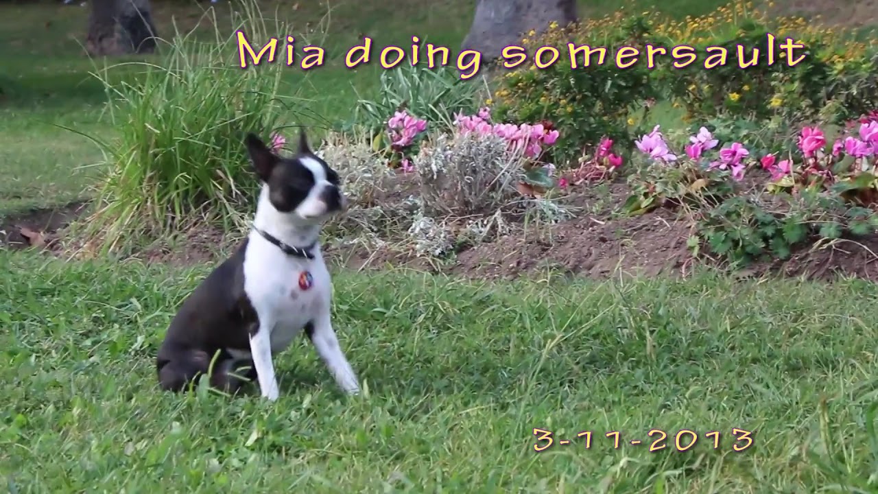 Dog doing Somersault - YouTube