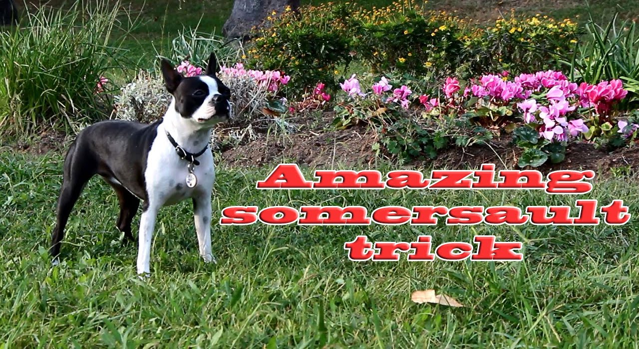 Dog doing Somersault - YouTube