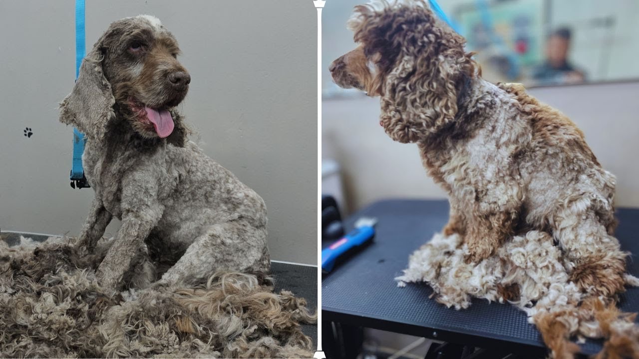 An Amazing Dog Grooming Transformation: You won't believe what this ...