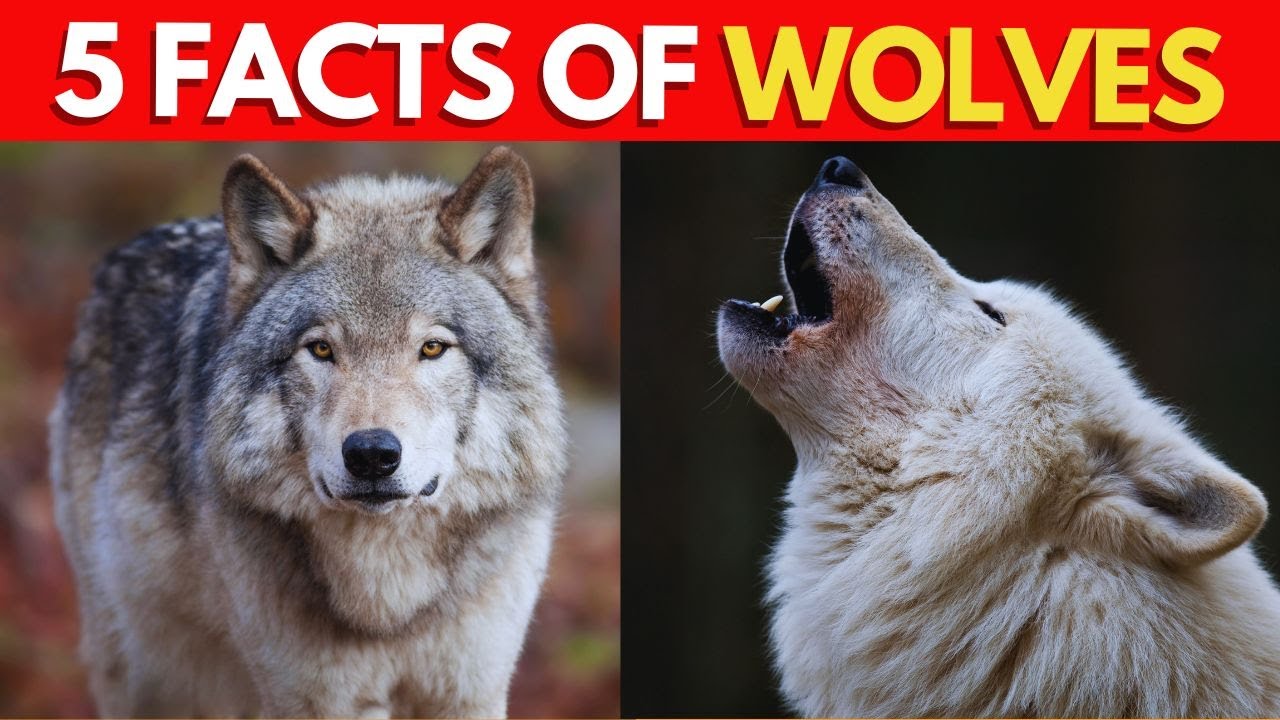 5 Captivating Facts of Wolves - YouTube