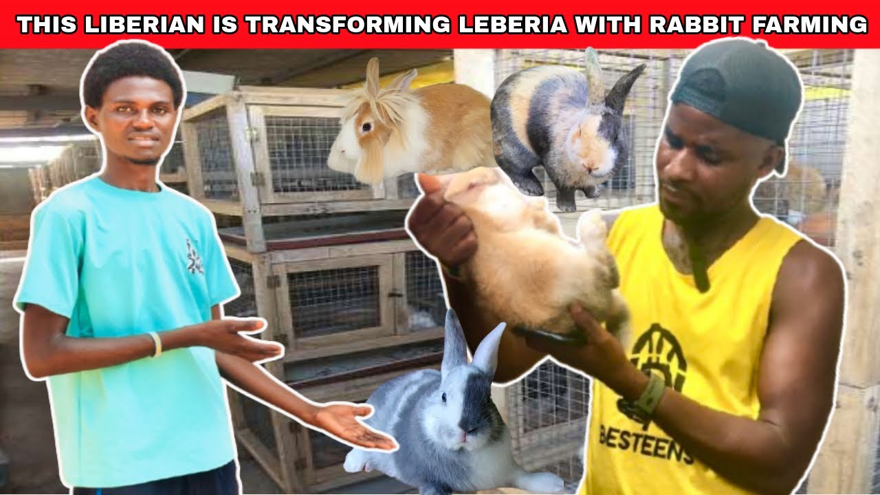 How This Liberian 🇱🇷 Is Transforming Liberia With Rabbit Farming - YouTube