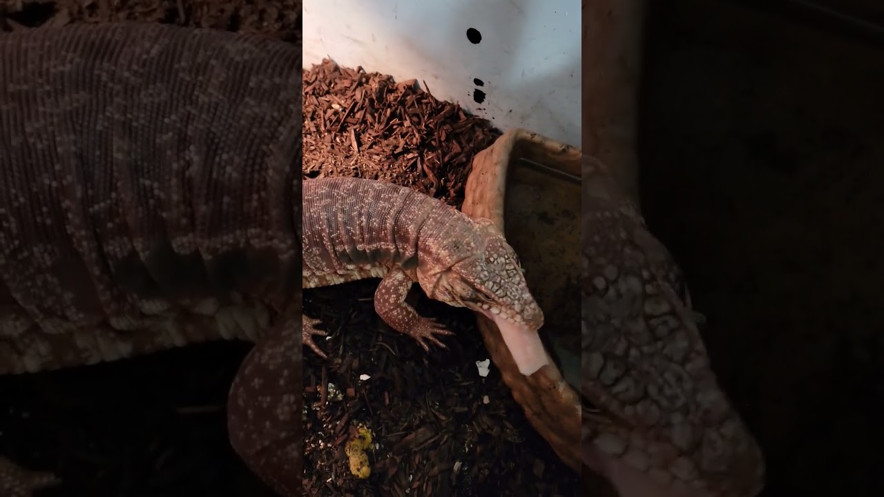 Giant Red Tegu Attacks For Fish! - YouTube