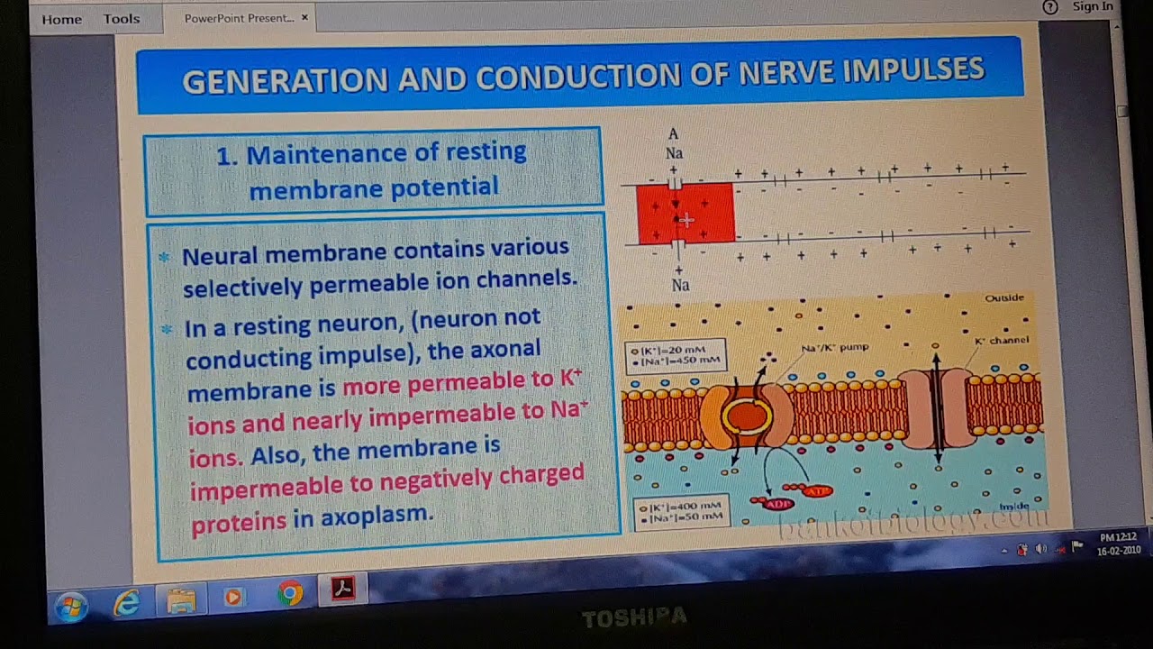 Generation & conduction of Nerve impulses - YouTube