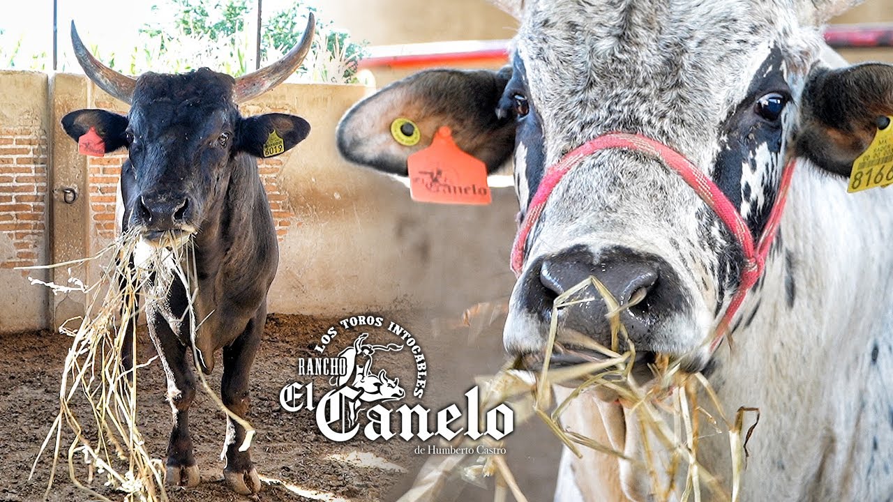 ¡UNA MIRADA A LAS ENTRAÑAS DE RANCHO EL CANELO! Los Toros Intocables ...