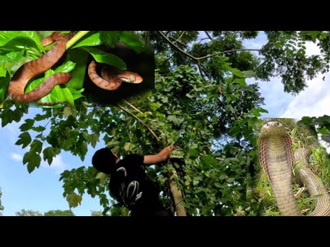 COBRA AT BOIGA SNAKE INAKYAT NI COBRA PRINCE - YouTube