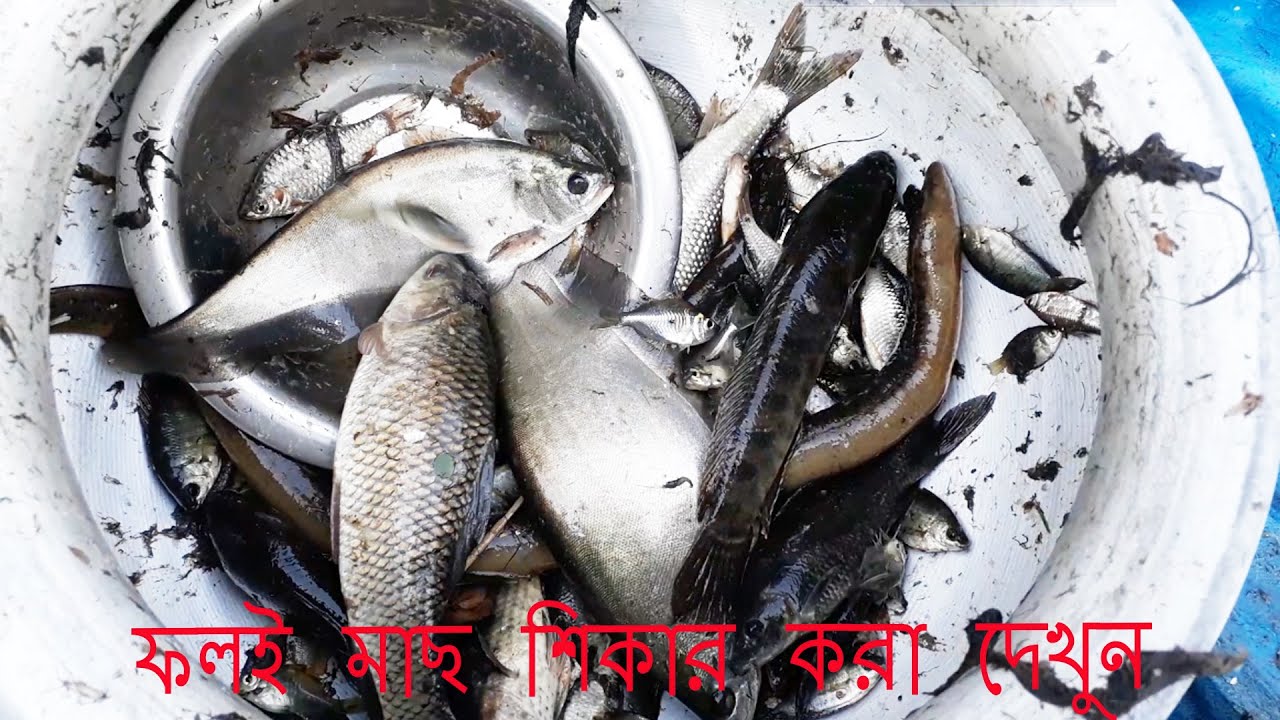 hack fishing video নেট জাল দিয়ে বিলে থেকে ফলই রুই টাকি এবং কুচে মাছ ...