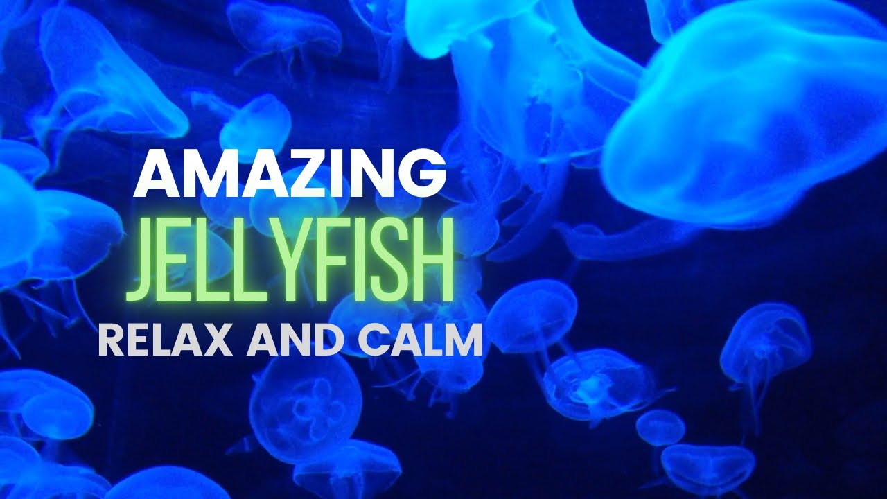 Relaxing Jellyfish Ambiance with Calm Music 🐟 1 hour - YouTube
