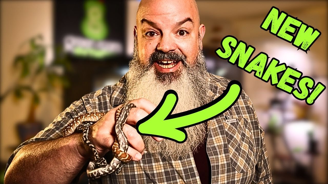 I Got Some New Carpet Pythons! - YouTube