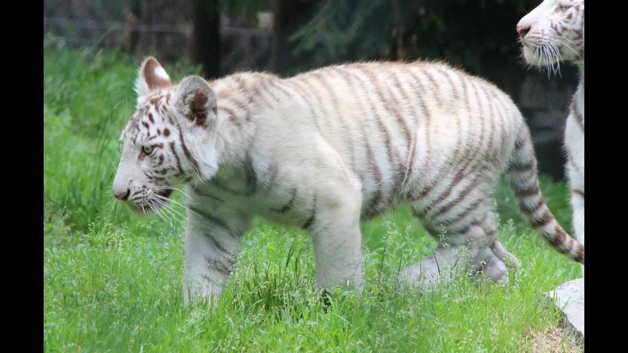 Tigres blanc bébes / Witte tijger welpjes / White tiger cubs : ZOO ...