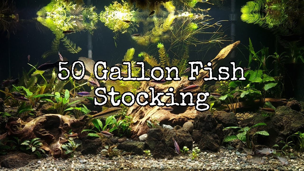 50-gallon Planted Community Fish Tank stocking. 01 October 2024 - YouTube