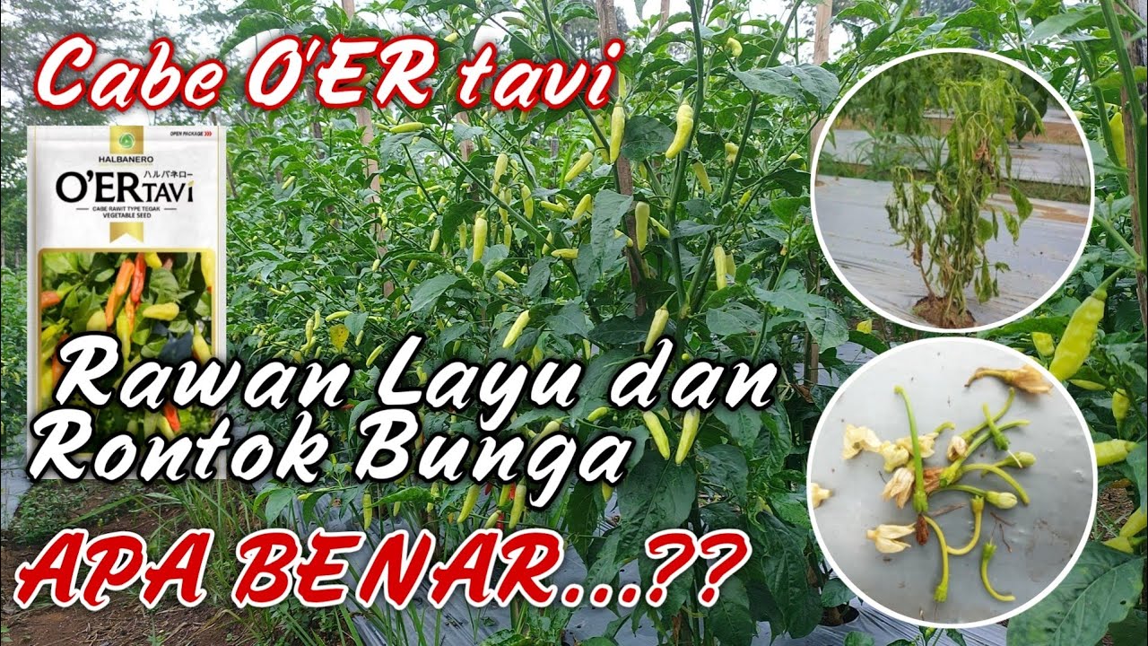 CABE O'ER TAVI RAWAN LAYU DAN RONTOK BUNGA...!! APA BENAR...??? - YouTube