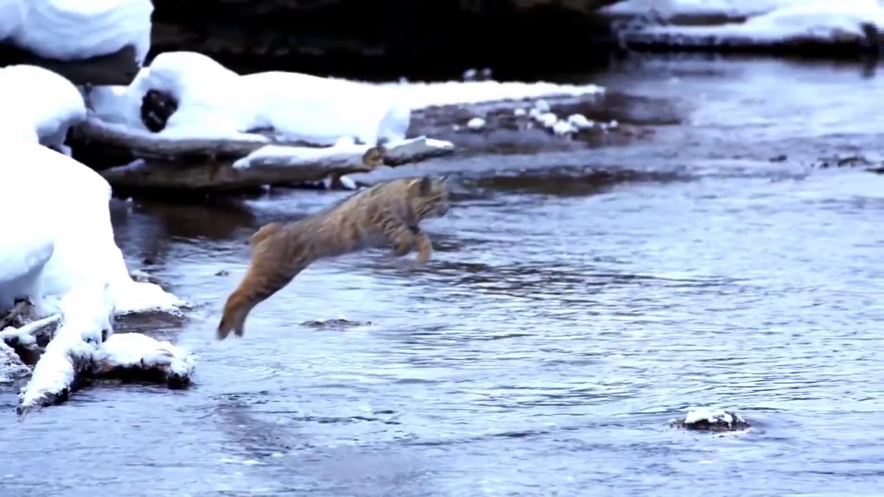 Bobcat jumps over a river with a single leap - YouTube