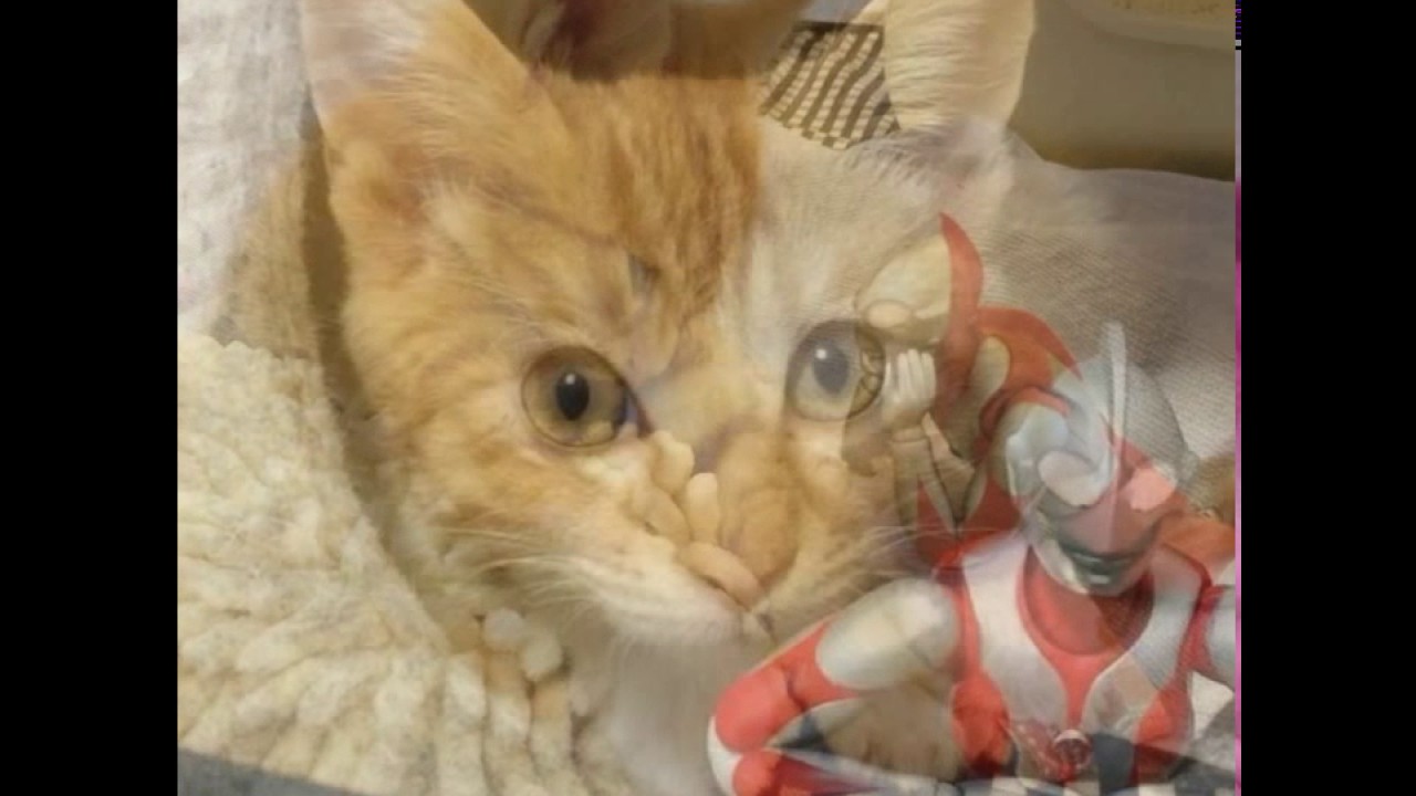 Copy of CAT CUTE GROWHT UP WITH ULTRAMAN - YouTube