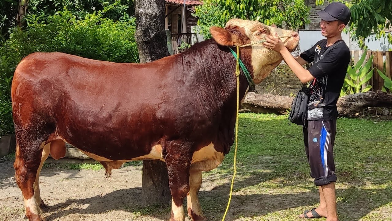 Peternakan Sapi Gumarang Bonafarm - YouTube