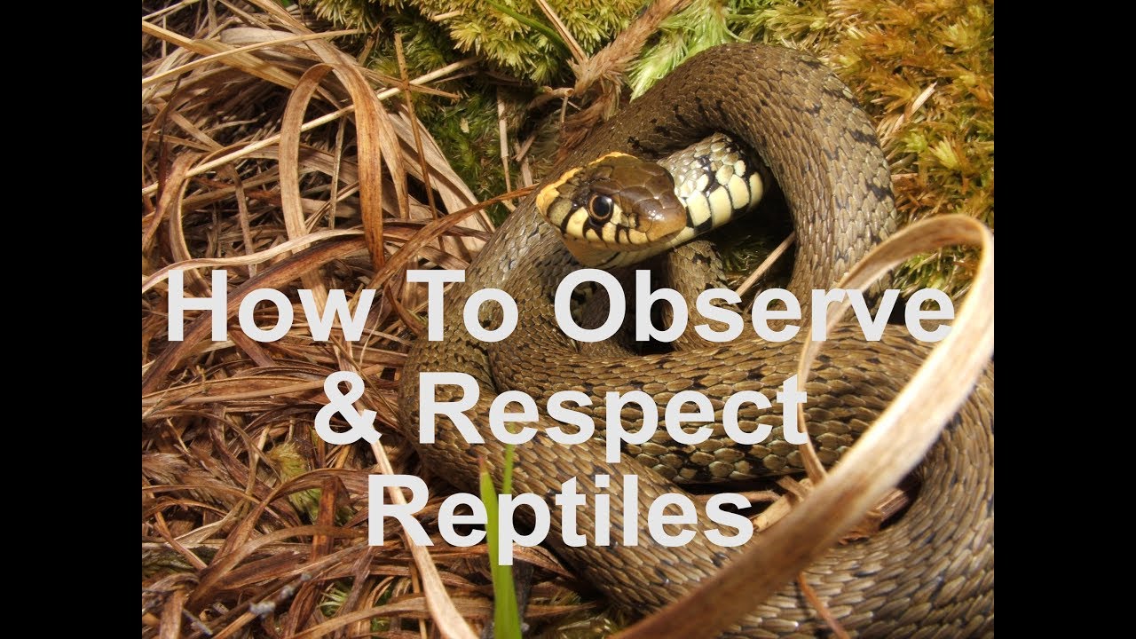 How To Observe & Respect Reptiles - YouTube
