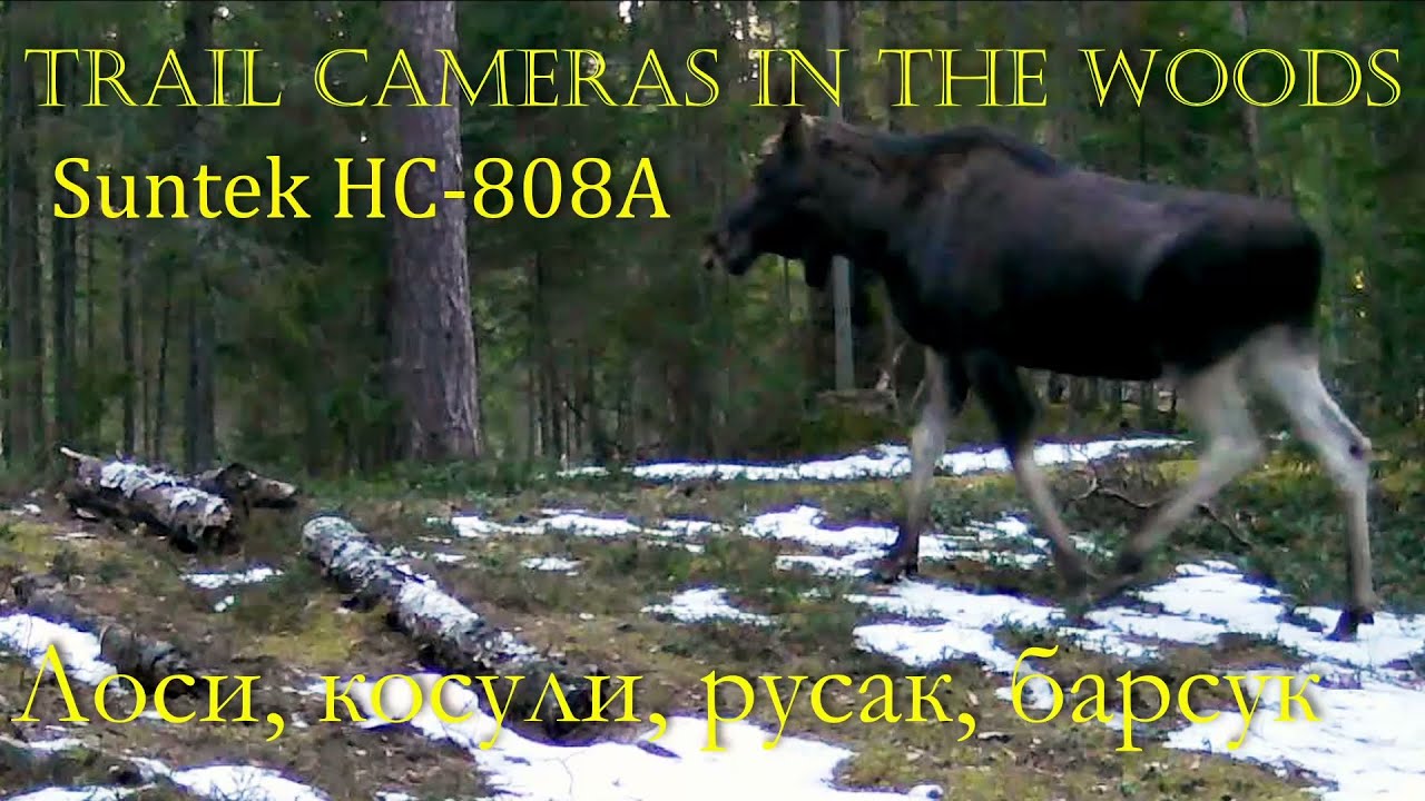 Лоси, косули, русак, барсук SUNTEK HC-808A - YouTube