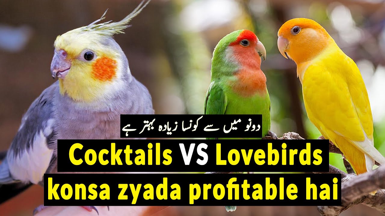 Lovebird aur Cocktail main konsa zyada profitable hai | Which is best Cocktail or Fisher ...