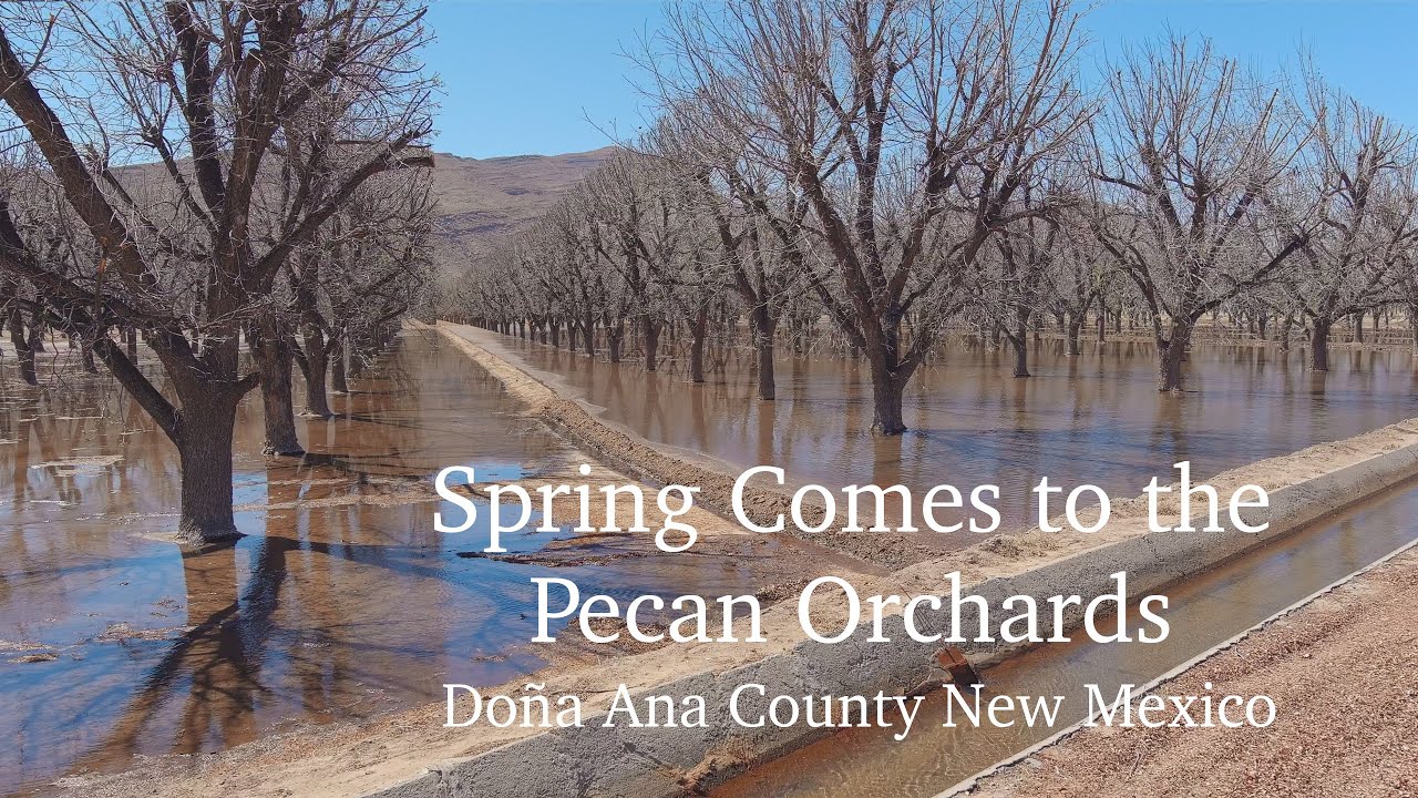 Spring Arrives at NM Pecan Orchards! - YouTube
