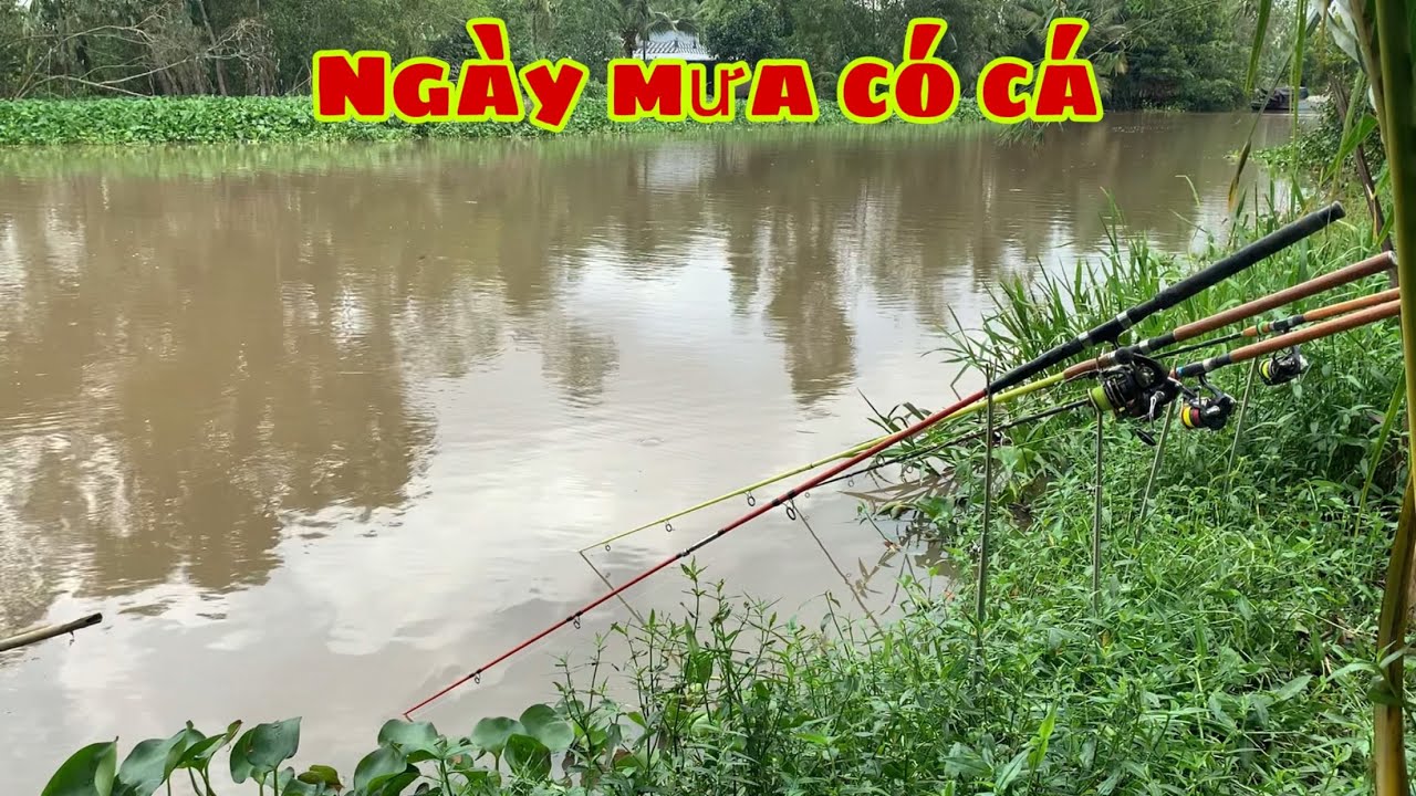 Câu Cá Tra Sông - Cá Rô , Cá Trê Ngày Mưa Bão | Fishing - Miền Tây ...