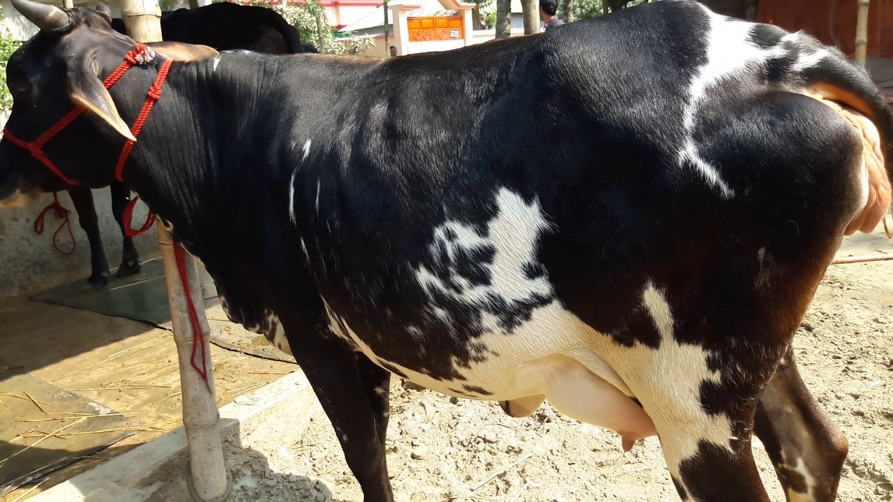 ৭১৭ নং ক্রয় করুন উন্নতমানের অষ্টেলিয়ান করাচ গাভীন ১ম বিয়ান দিবে 01759-413471 - YouTube