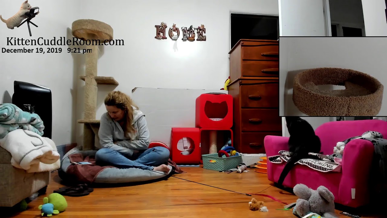 12/19/19 Kitten Cuddle Room Live Stream - YouTube