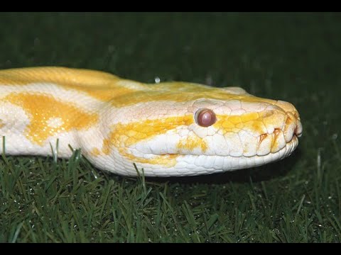 Disturbing Snake Dream ~The Dream Interpreters - YouTube