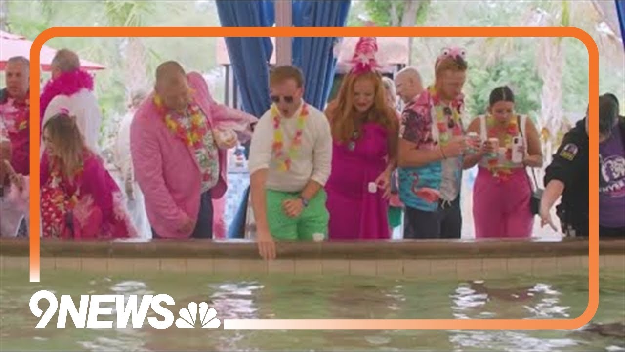 Flock Party returns to the Denver Zoo this weekend - YouTube