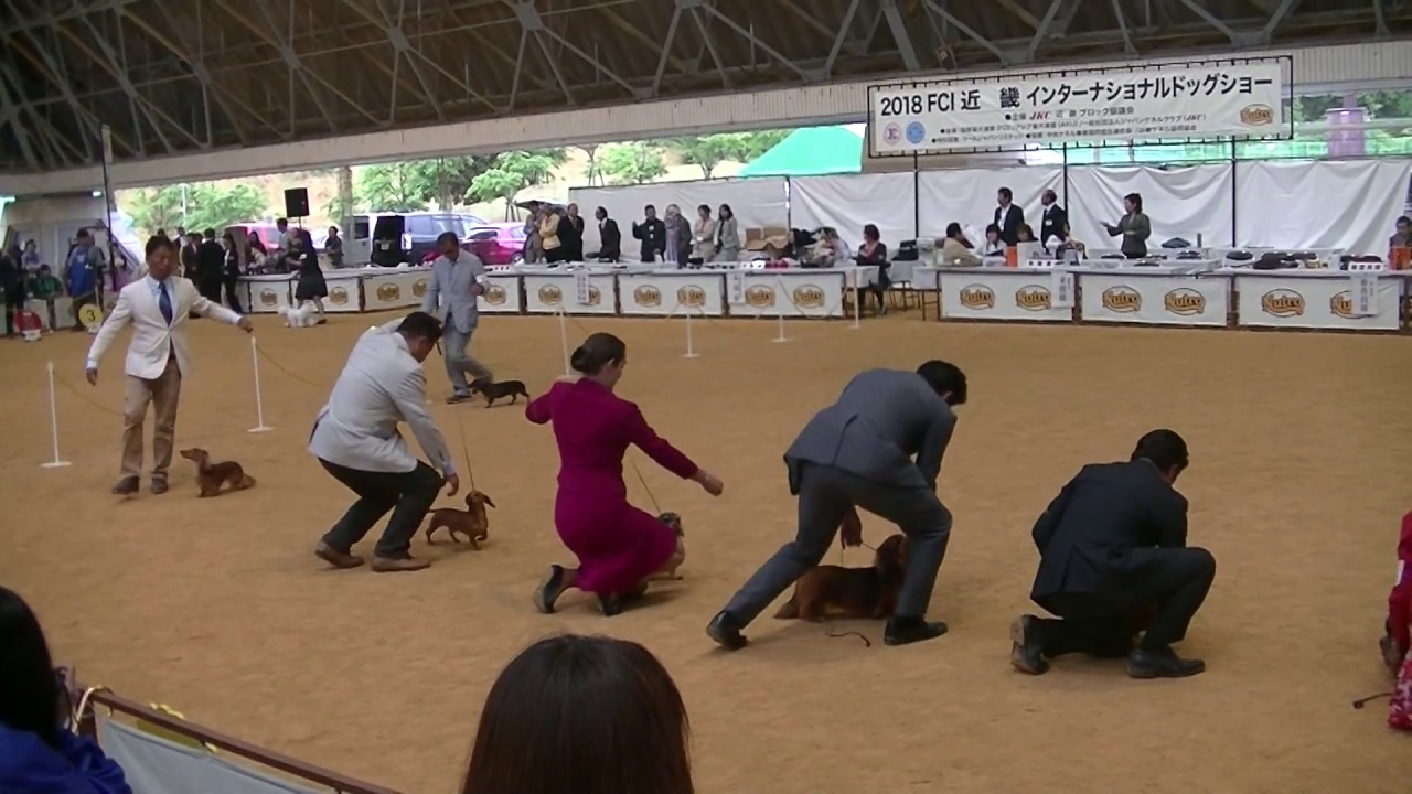 Dachshund FCI international dog show in Kinki Japan 2018 - YouTube