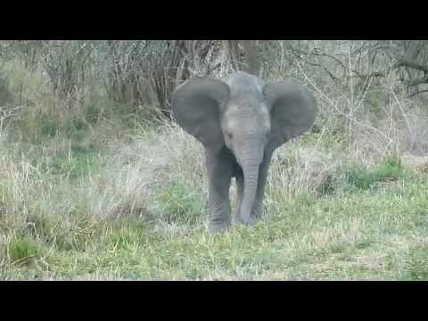 Charging rogue elephant - YouTube