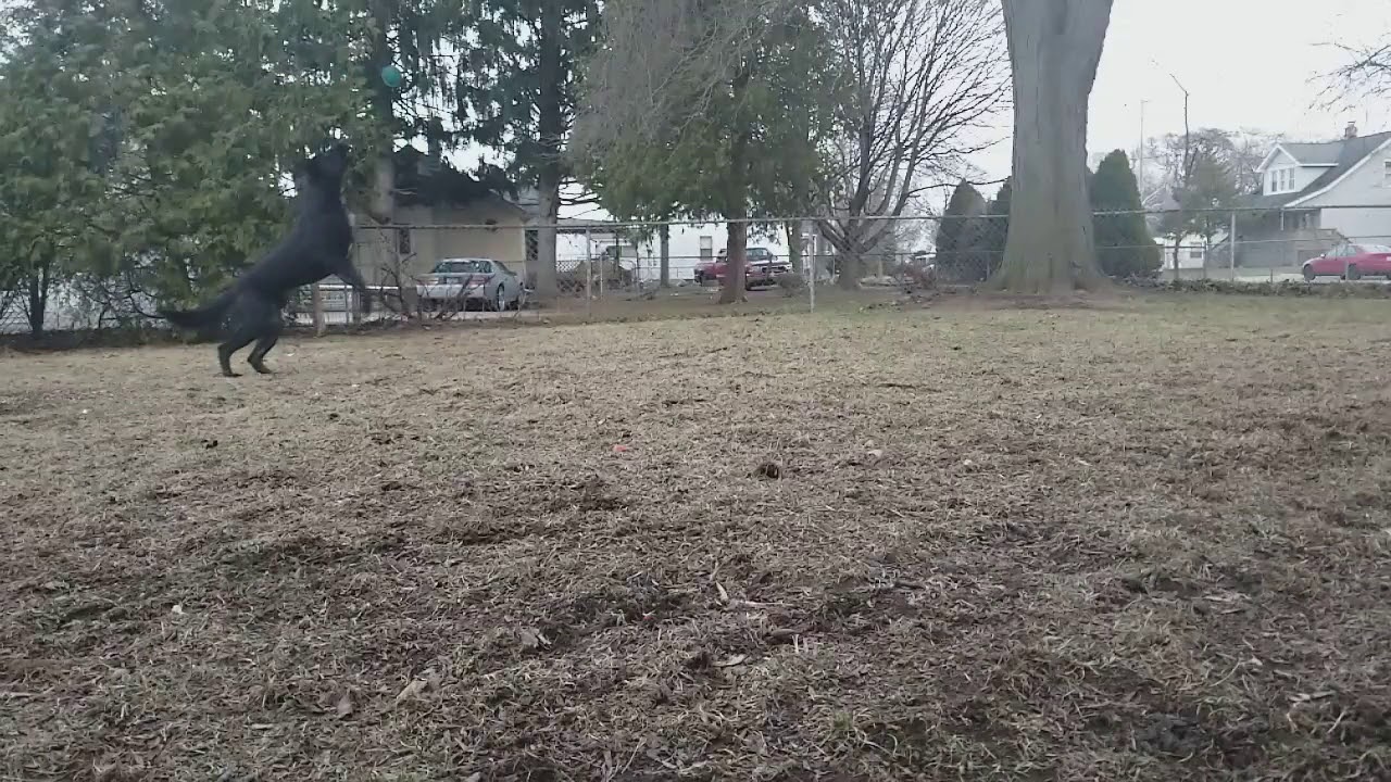 KushY The Flying Dog!!! - YouTube