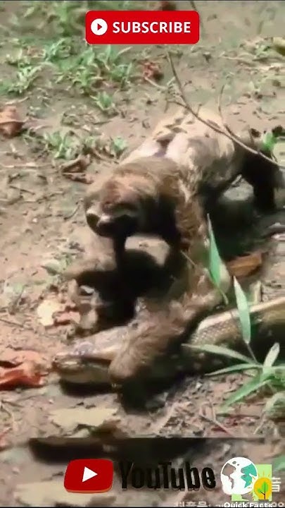 How to Survive an Anaconda Attack in the Wild - YouTube