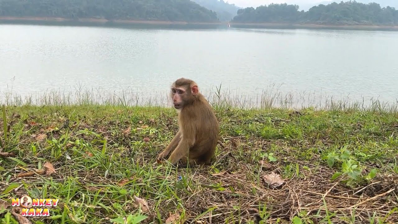 Monkey Kaka must always survive well to return to his family one day ...