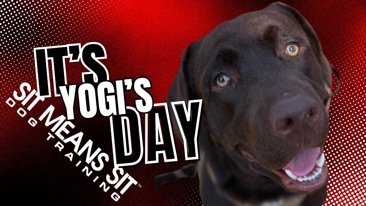 Yogi First Day Training. Watch His Journey Begin! - YouTube
