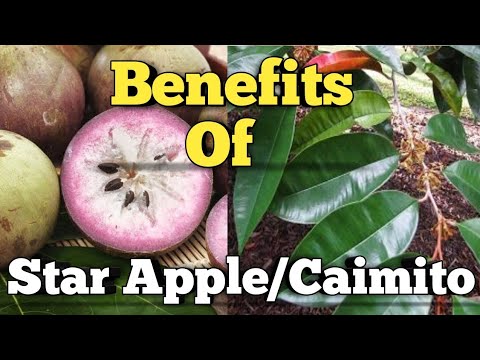 Kaymito gamot sa pulmonya - YouTube