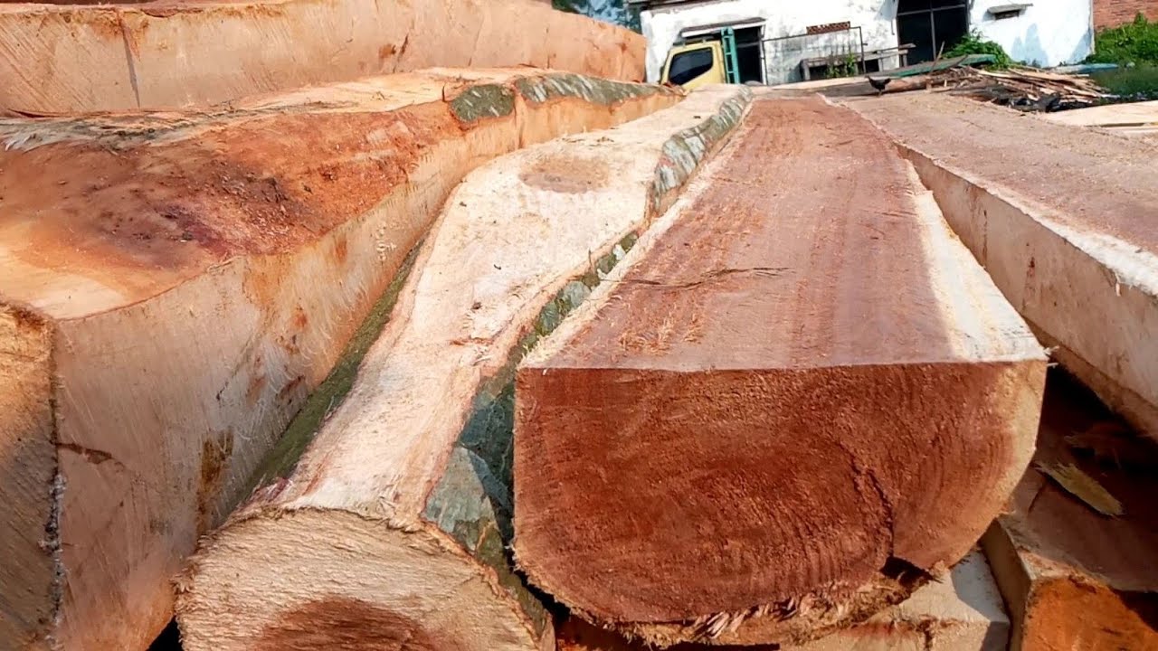Awal kesuksesan //proses penggergajian kayu waru & kayu afrika khusus ...