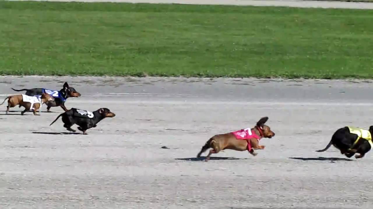 Weiner Race! - YouTube